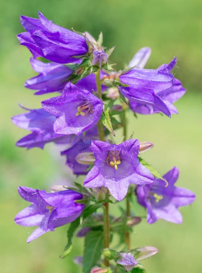 Flowers Purple Bell stock image. Image of blue, botanical - 53904303