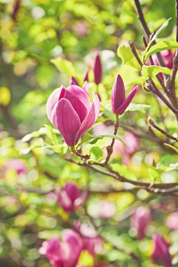 Flowers of Purple Blooming Magnolia. Spring Bloom Magnolia Trees Stock ...