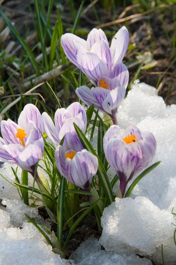 Flowers purple crocus stock photo. Image of beautiful - 13111072