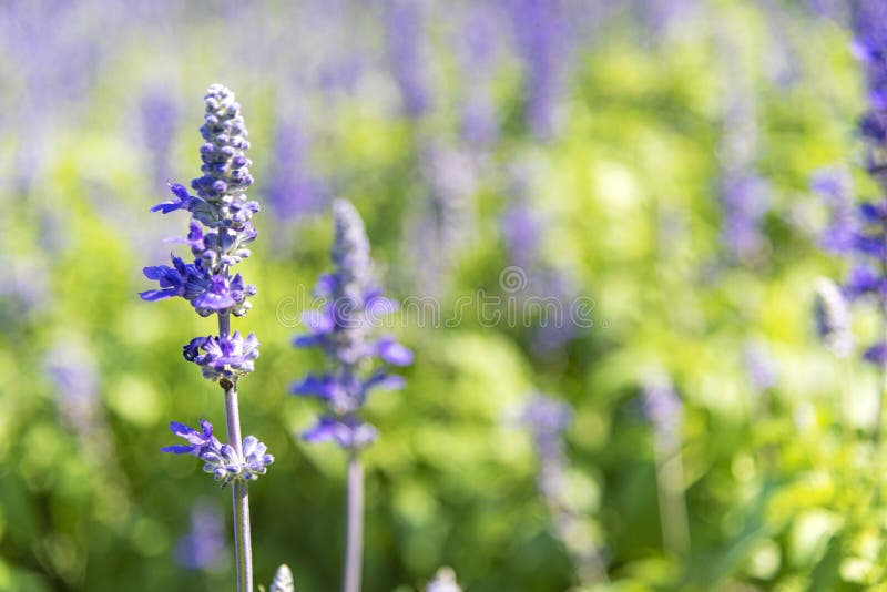 The Purple Forget Me Not Flower Field on Sunny Beautiful Day Stock ...