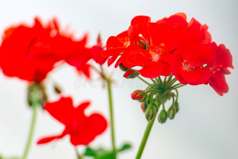 Flowers of Purple Geranium Close-up Stock Image - Image of close ...
