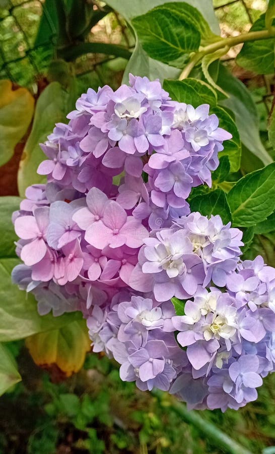 Flowers Purple Nature Natural Plant Leaf Stock Image - Image of purple ...