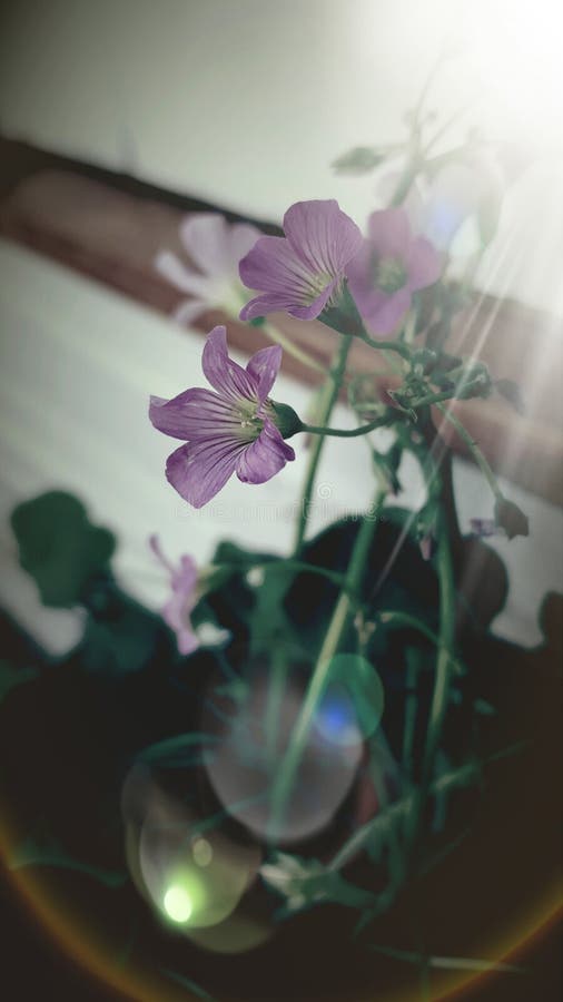 Flowers stock photo. Image of purple, sunray, flowers - 72811536