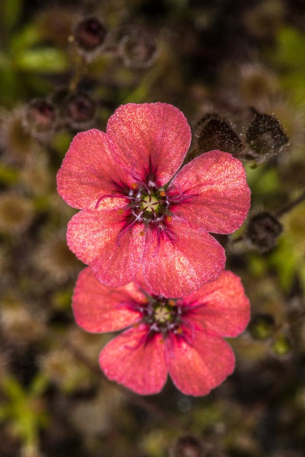 Flowers of the Pygmy Sundew Stock Photo - Image of blossom, flowers ...