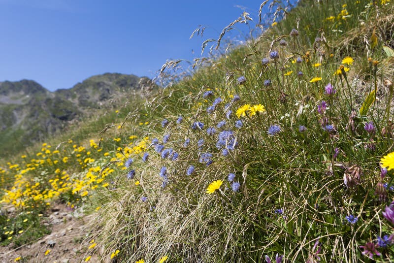 Flowers of the Pyrenees stock photo. Image of people - 58022538