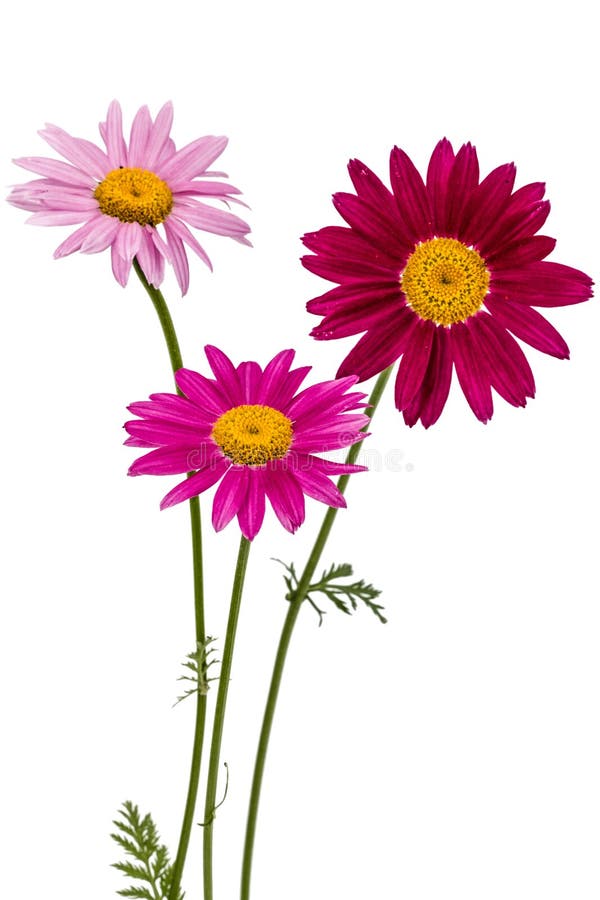Flowers of Pyrethrum, Isolated on White Background Stock Photo - Image ...