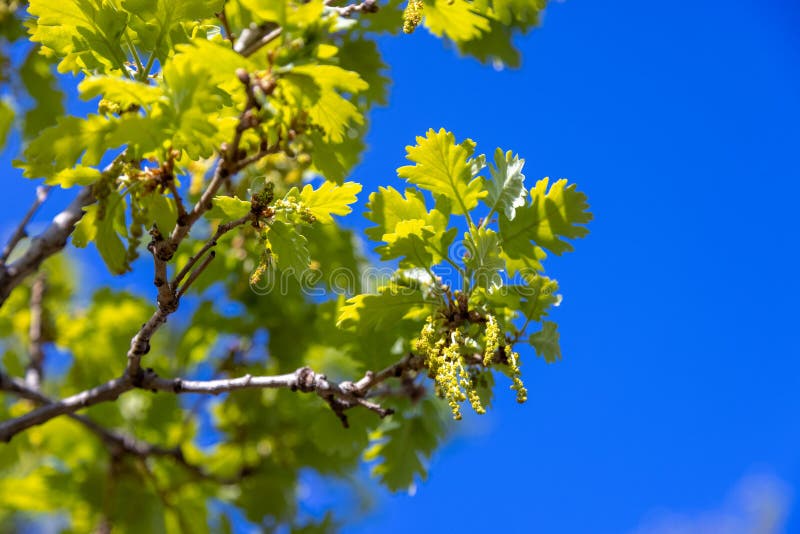 The Flowers of Quercus Pubescens Stock Image - Image of wild, green ...