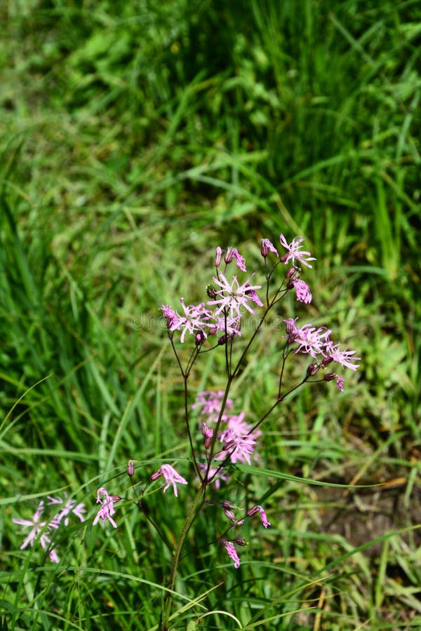 Flowers of Ragged Robin, Lychnis Flos-cuculi Stock Image - Image of ...