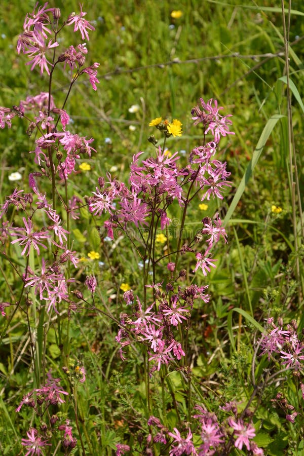 Flowers of Ragged Robin, Lychnis Flos-cuculi Stock Photo - Image of ...