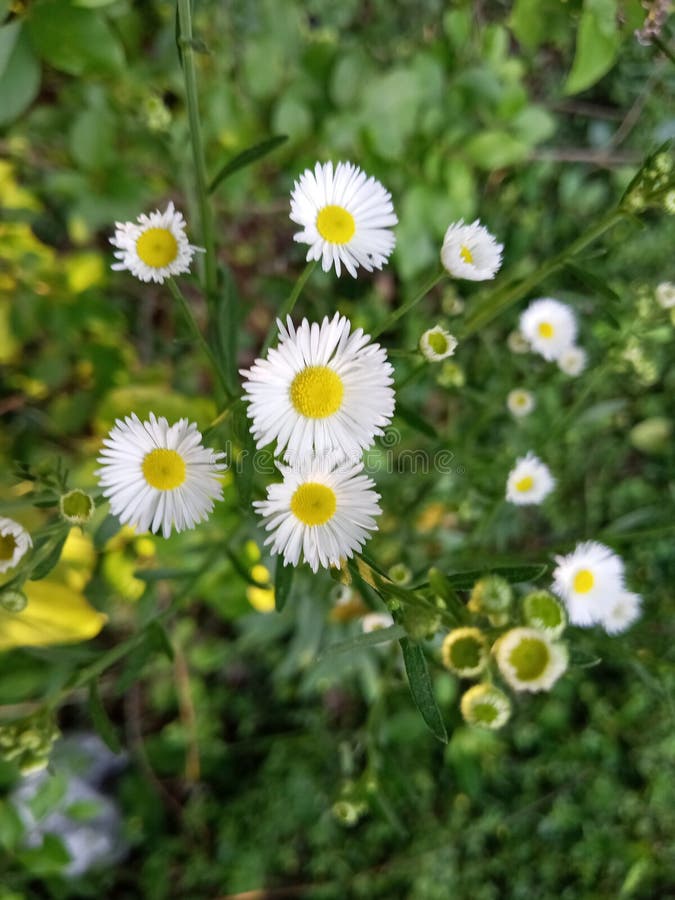 Flowers after the rain stock image. Image of rain, green - 217661429