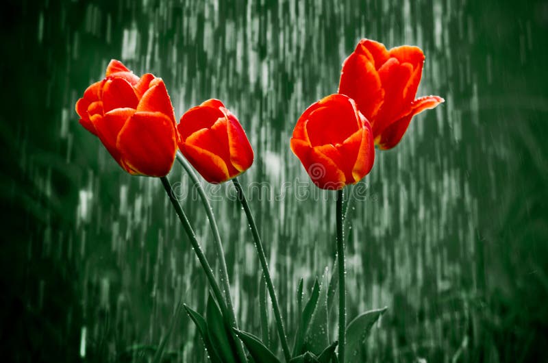 Flowers in rain stock image. Image of white, tulips, water - 26019953