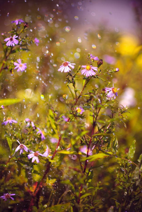 The flowers in the rain stock image. Image of evening - 26387837