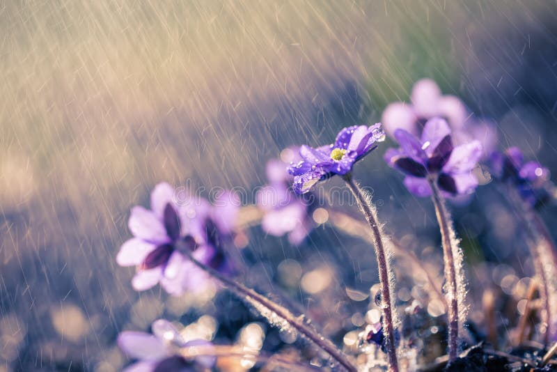 Flowers in the rain stock photo. Image of rain, season - 60966608