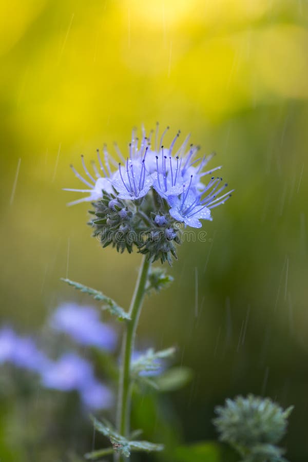 Flowers in the Rain. Blue Flowers Outdoors Stock Photo - Image of ...