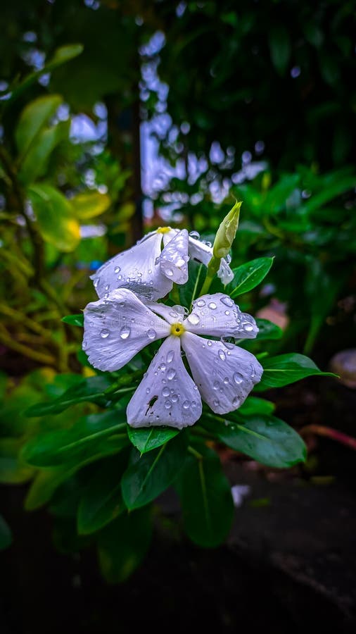 Flowers after Rain Make a Good Impression Stock Photo - Image of tree ...