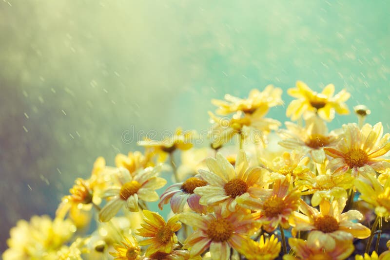 Flowers in rain stock photo. Image of flower, shower, nosegay - 4025020