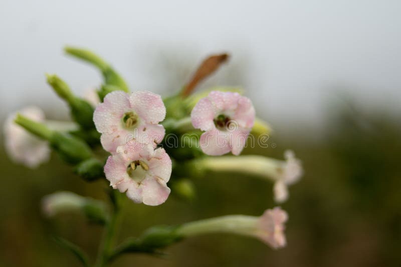 Flowers in raining season stock photo. Image of floral - 182855930
