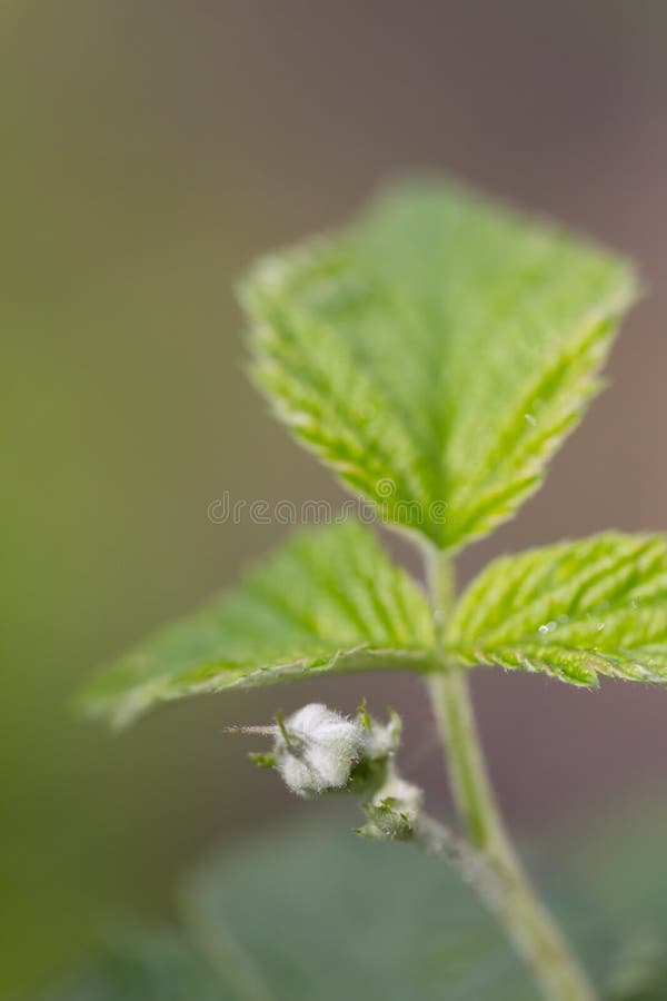 Flowers on Raspberry in Nature Stock Photo - Image of nature ...