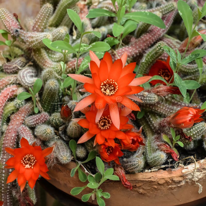 Flowers of Rats Tail Cactus Stock Image - Image of blossoming, flower ...
