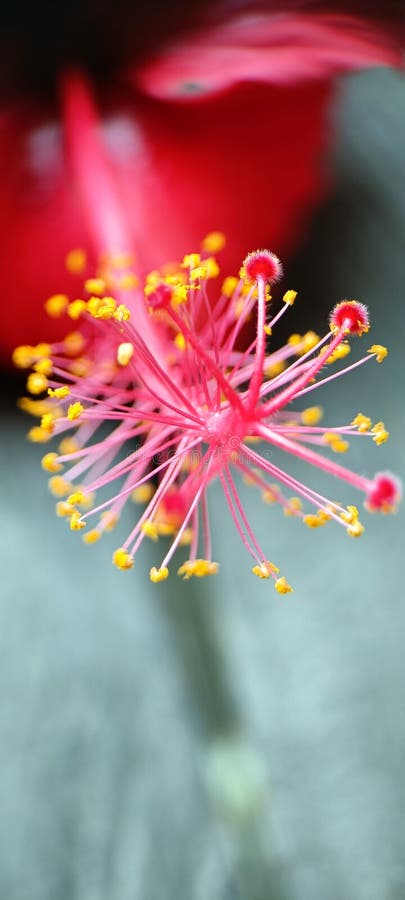 Flowers are Red with a Bit of Yellow at the Tips Stock Image - Image of ...