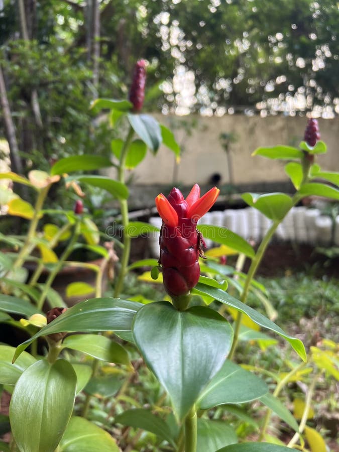 Red Button Ginger flower stock image. Image of plants - 92735671