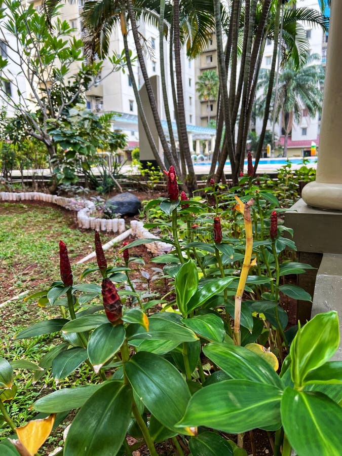 Red Button Ginger flower stock image. Image of plants - 92735671