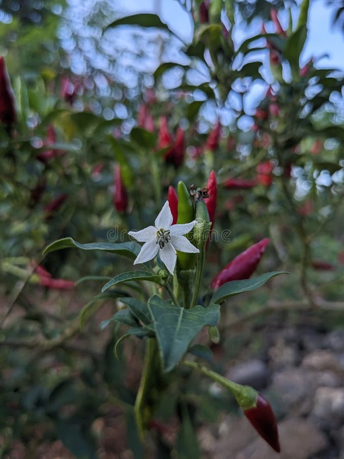 Flowers on Red Chili Plants Grow Well Stock Image - Image of herb ...