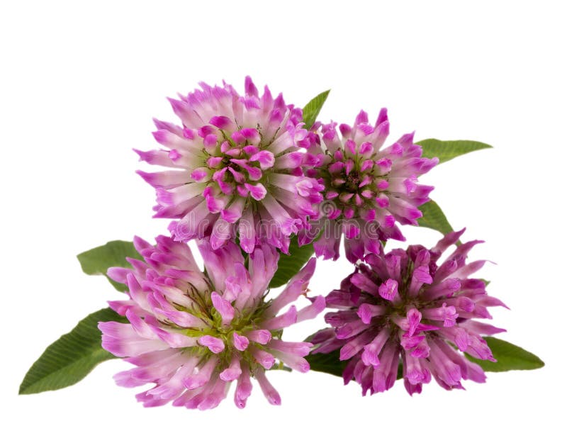 Flowers of Red Clover Isolated on White Background, Close Up Stock ...