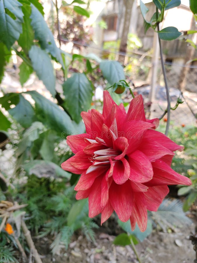 A Single Hanging Red Flowers Stock Image - Image of pretty, village ...