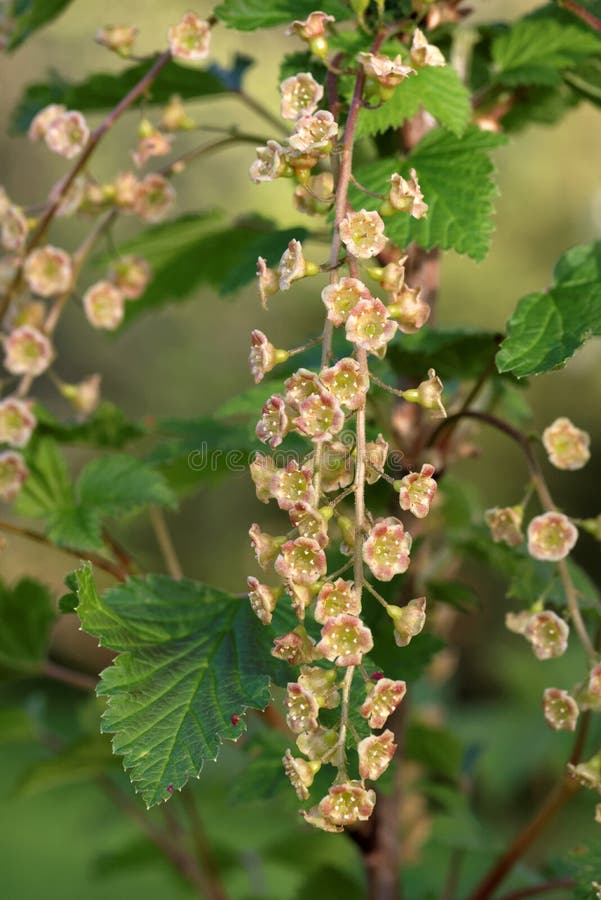 Flowers of red currant stock photo. Image of flower, ribes - 54597386