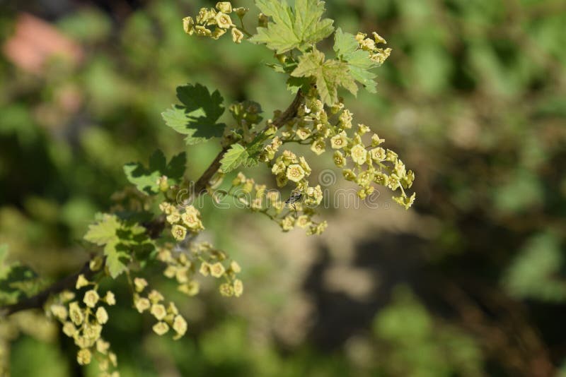 Flowers of Red Currant in Spring on a Stalk. Stock Photo - Image of ...