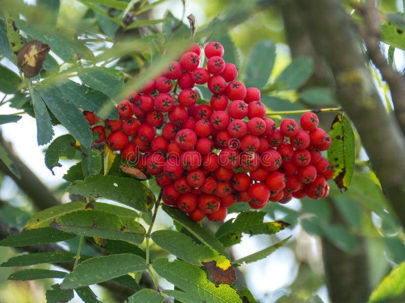 Flowers red fruits stock image. Image of village, soft - 76610661