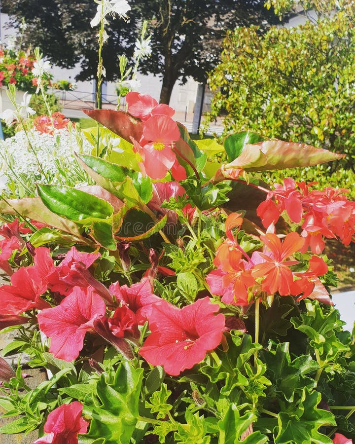 Flowers red and green stock photo. Image of smile, green - 121827158