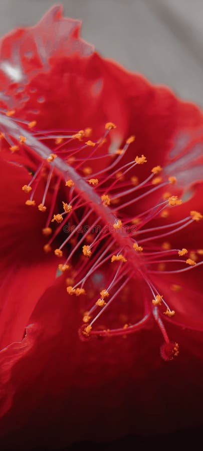 Flowers are Red with a Little Yellow at the Tips of the Pistils Stock ...