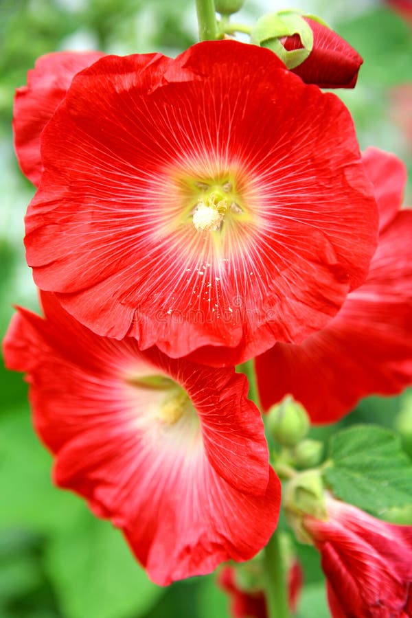 Flowers of red mallow stock image. Image of plants, pretty - 25426731