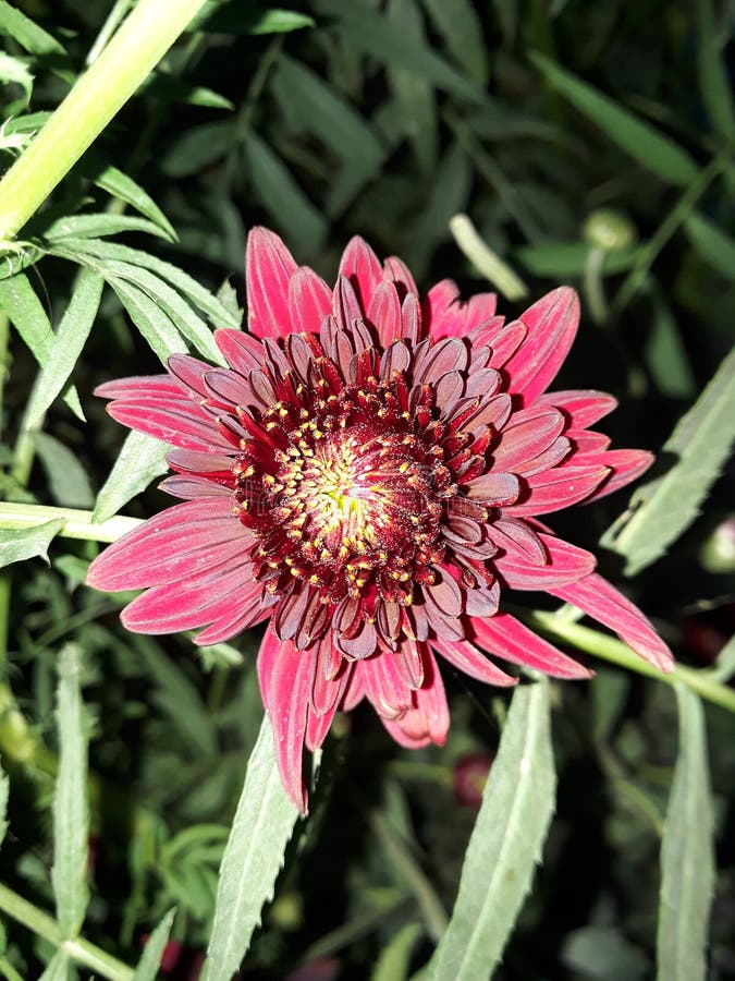 Flowers , Red Maroon , English Flower, Stock Image - Image of english ...