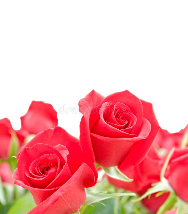 Miniature red roses stock image. Image of green, flower - 18000949