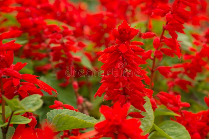 Flowers Red Salvia stock photo. Image of plant, landscape - 36277844