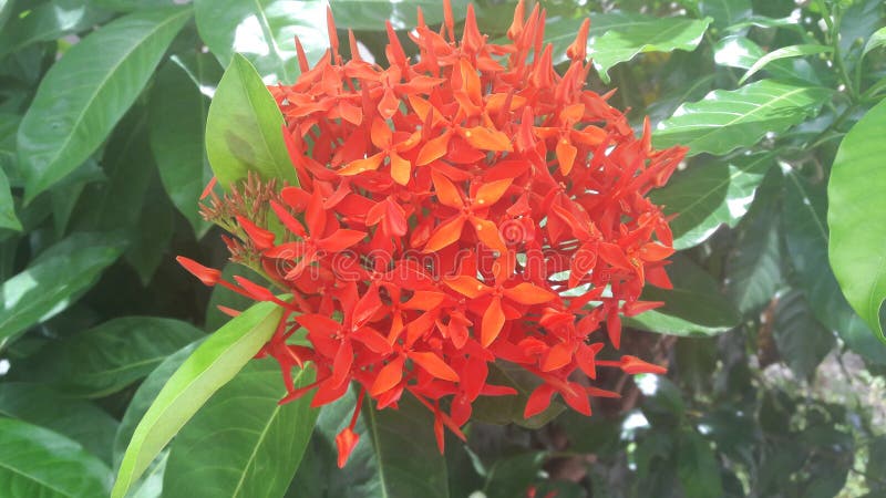 Flowers stock image. Image of pink, flowers, asia, south - 96091287