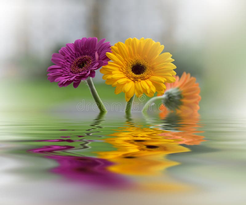 Beautiful Flowers Reflected in the Water, Spa Concept.Tranquil Abstract ...
