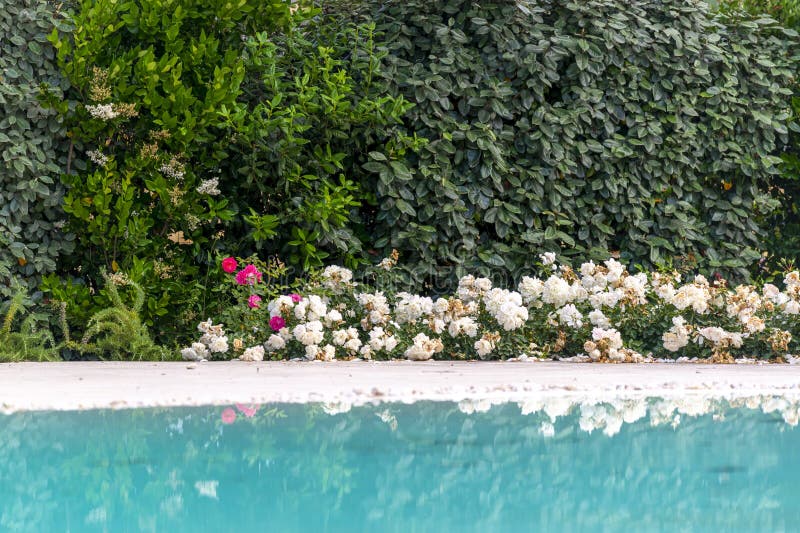 Flowers Reflections at the Surface of a Swimming Pool Stock Photo ...