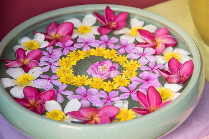 Plumeria Flowers are Refreshing Stock Image - Image of water, beautiful ...