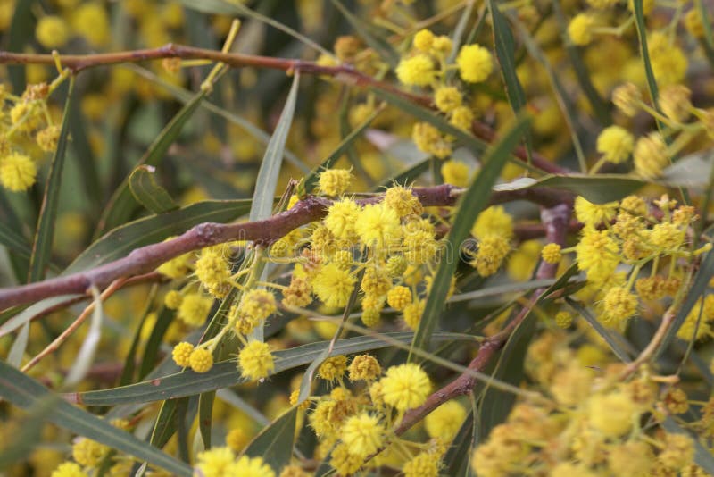 Flowers of a Retinodes Water Wattle, Acacia Retinodes Stock Photo ...
