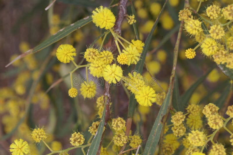 Flowers of a Retinodes Water Wattle, Acacia Retinodes Stock Image ...
