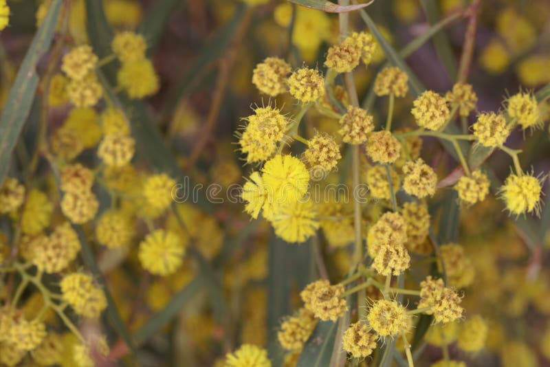 Flowers of a Retinodes Water Wattle, Acacia Retinodes Stock Photo ...