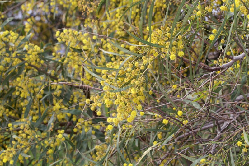 Flowers of a Retinodes Water Wattle, Acacia Retinodes Stock Photo ...