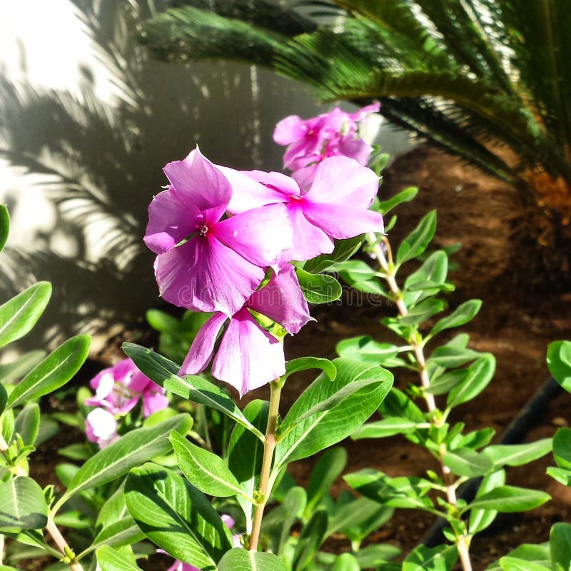 Flowers of Rhodes stock photo. Image of flowerbed, outdoors - 58351786