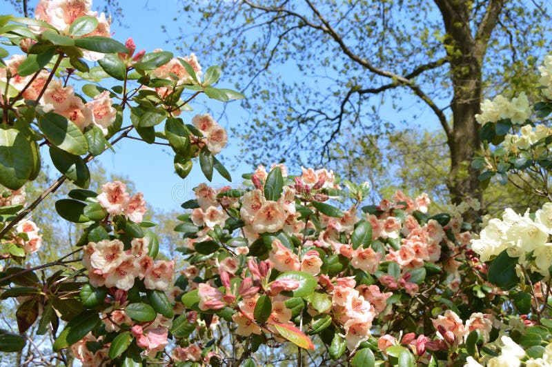 The Flowers rhododendron stock photo. Image of nature - 116439338