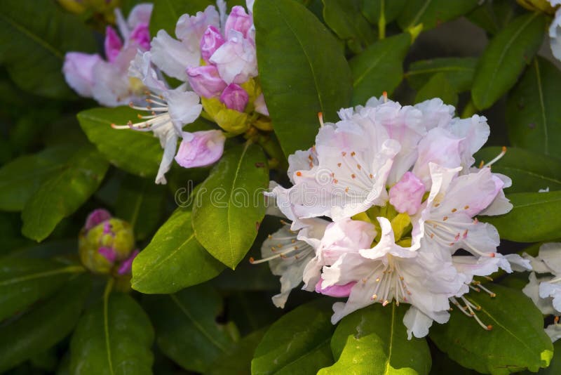 Flowers of Rhododendron stock image. Image of plant, bloom - 76587509