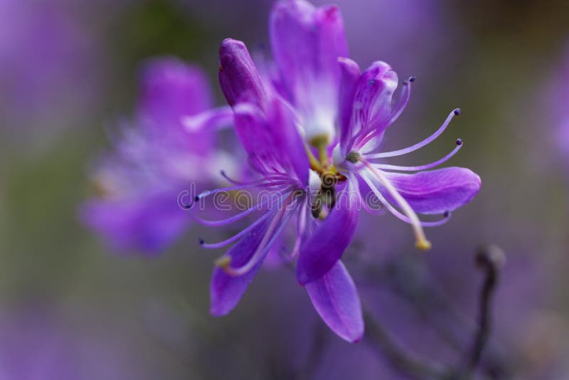 Flowers of a rhodora bush stock photo. Image of garden - 94112904